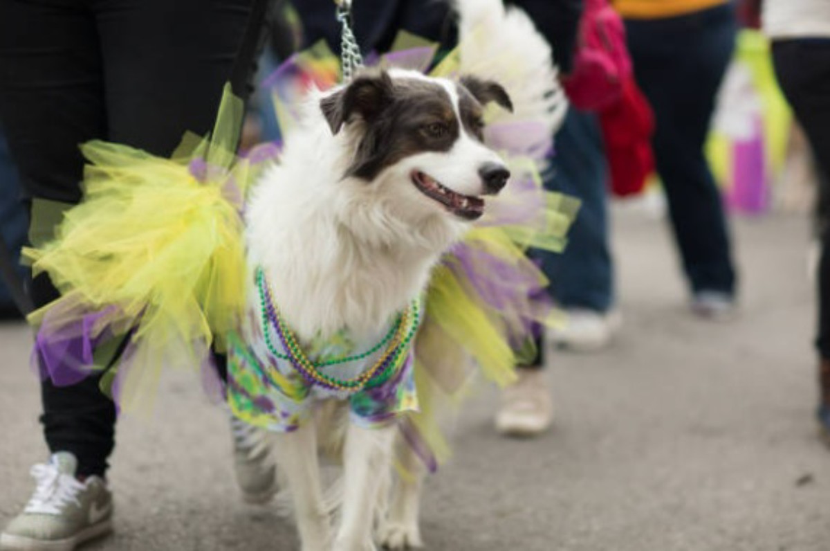Carnaval para pets: bloco gratuito tem brincadeiras e concurso de fantasia