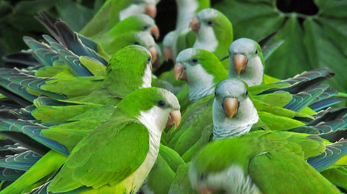 Caturrita vive em bandos e compartilha seu ninho durante o ano todo ...
