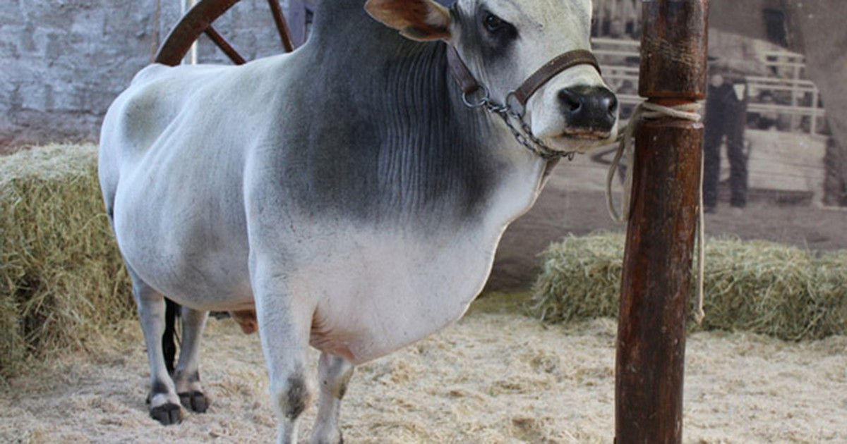 G1 - Para salvar boi, empresário cria fazenda com 260 minianimais ...