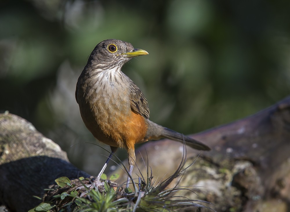 O Sabiá bebê escolheu um lindo ninho de primavera - Natureza Capixaba