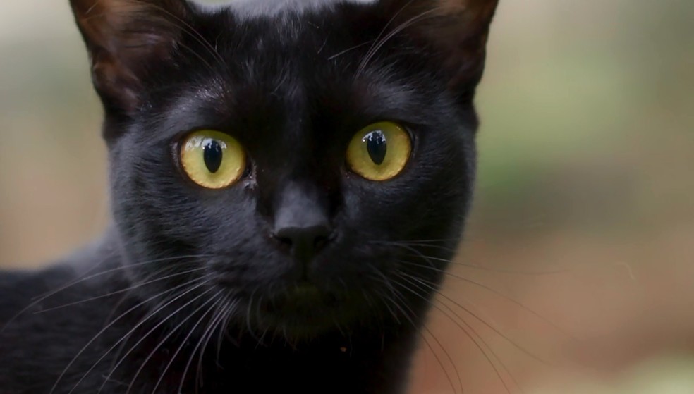 Acha que sabe tudo sobre o gato León? Teste seus conhecimentos e ...