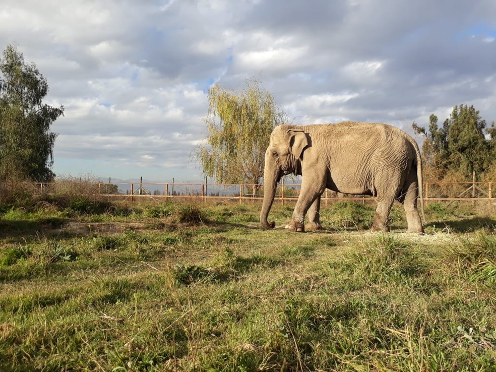O resgate de Ramba, a elefanta que penou quatro décadas em circos e ...