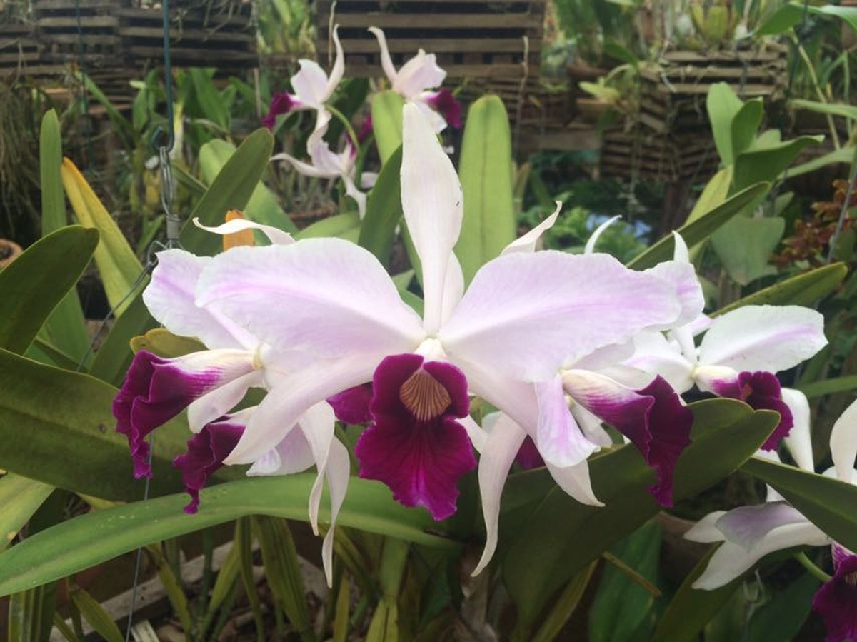 Primeira mostra de orquídeas do DF acontece neste fim de semana ...