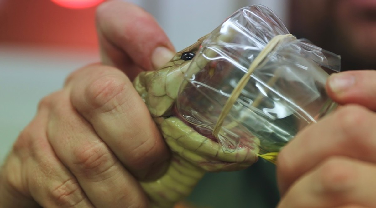 Conheça Titan, a cobra mais mortal da Austrália | Biodiversidade | Um ...