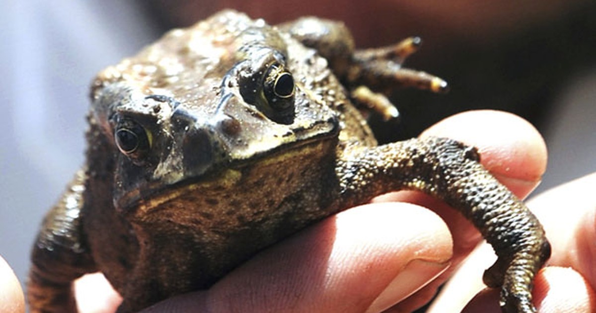 G1 - Sapo viaja clandestino em navio entre China e África do Sul ...