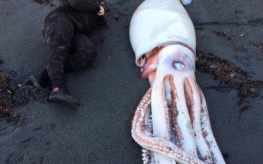 Mergulhadores encontram lula de 4 metros em praia da Nova Zelândia ...