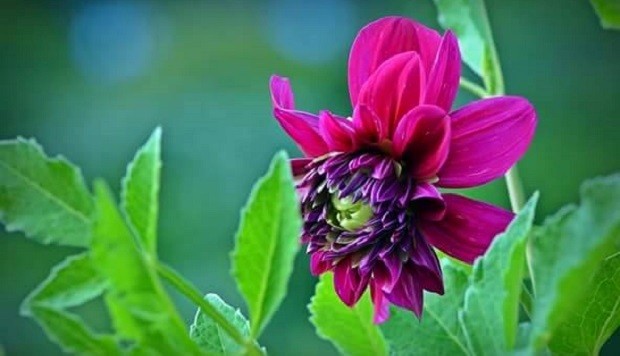 G1 - Dália é planta mexicana que reúne flores de cores e formas ...