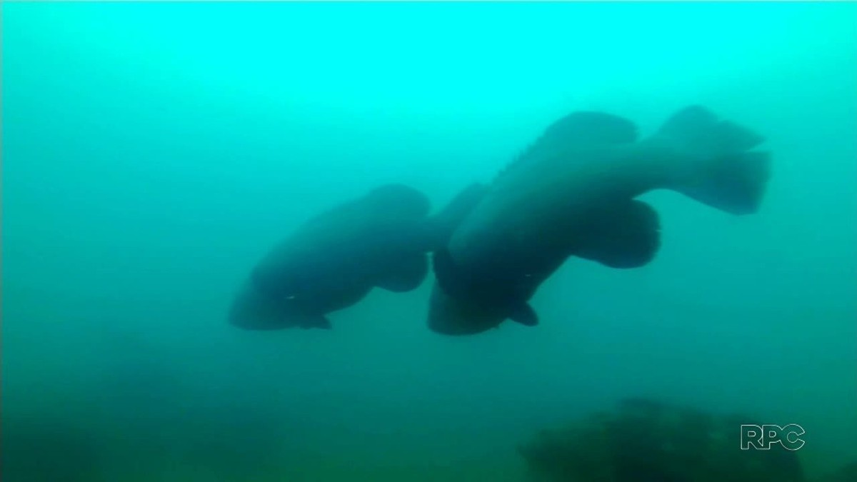 Pesquisadores do litoral do Paraná fazem 'Censo' dos meros, peixes ...