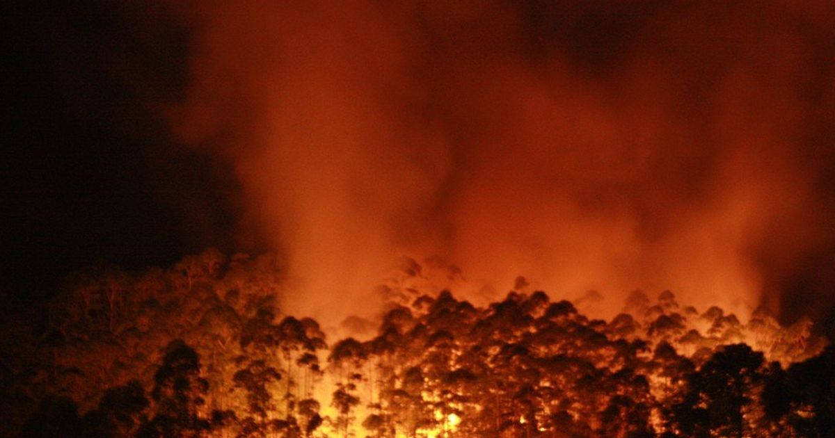 G1 - Bombeiros tentam controlar incêndio de grandes proporções em mata ...
