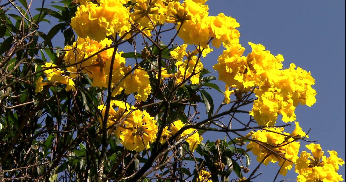 Globo Rural - Ipê tem presença marcante na paisagem e na cultura do Brasil