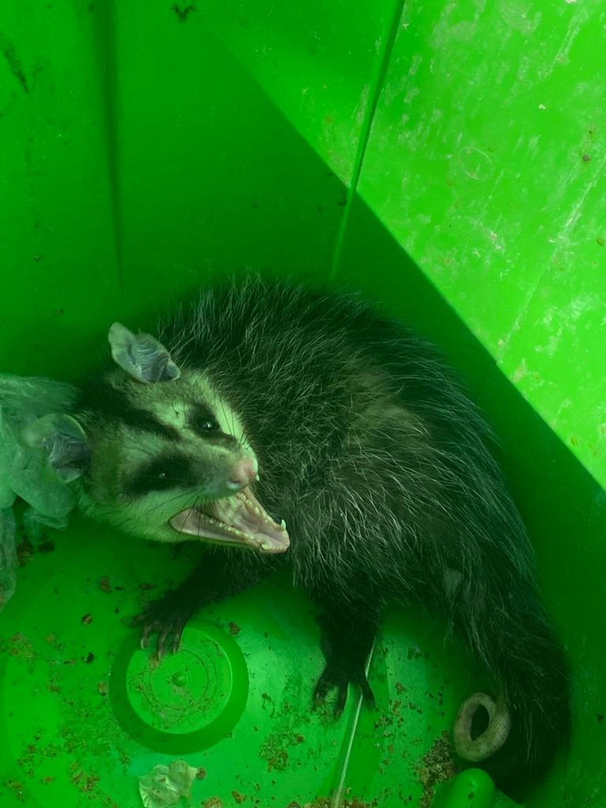 Saruê é capturado pelos bombeiros em galpão de padaria em Montes Claros ...