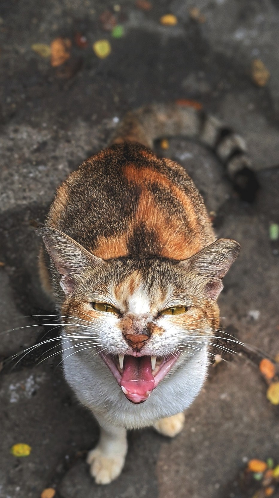 O que significa o “fuu” dos gatos? Entenda o rosnado felino!