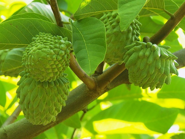 G1 - Produtores investem na produção da Atemoia. Você já provou ...