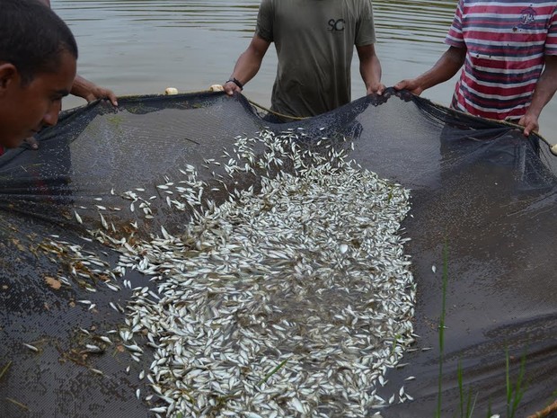 G1 - Centro de produção de alevinos é inaugurado em Cruzeiro do Sul ...