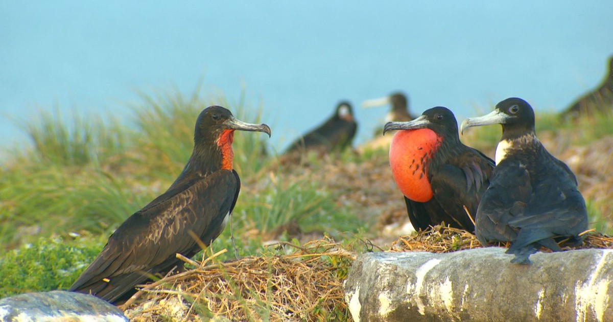 G1 - Fragata - notícias em Fauna