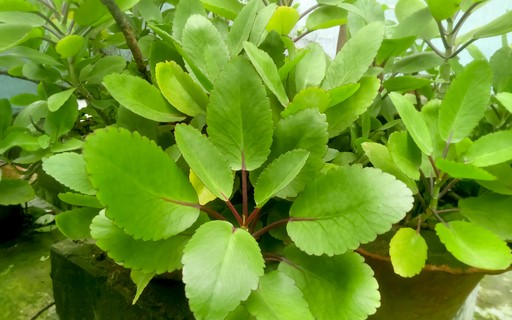 Conheça a planta saião, espécie medicinal que ajuda no combate do ...