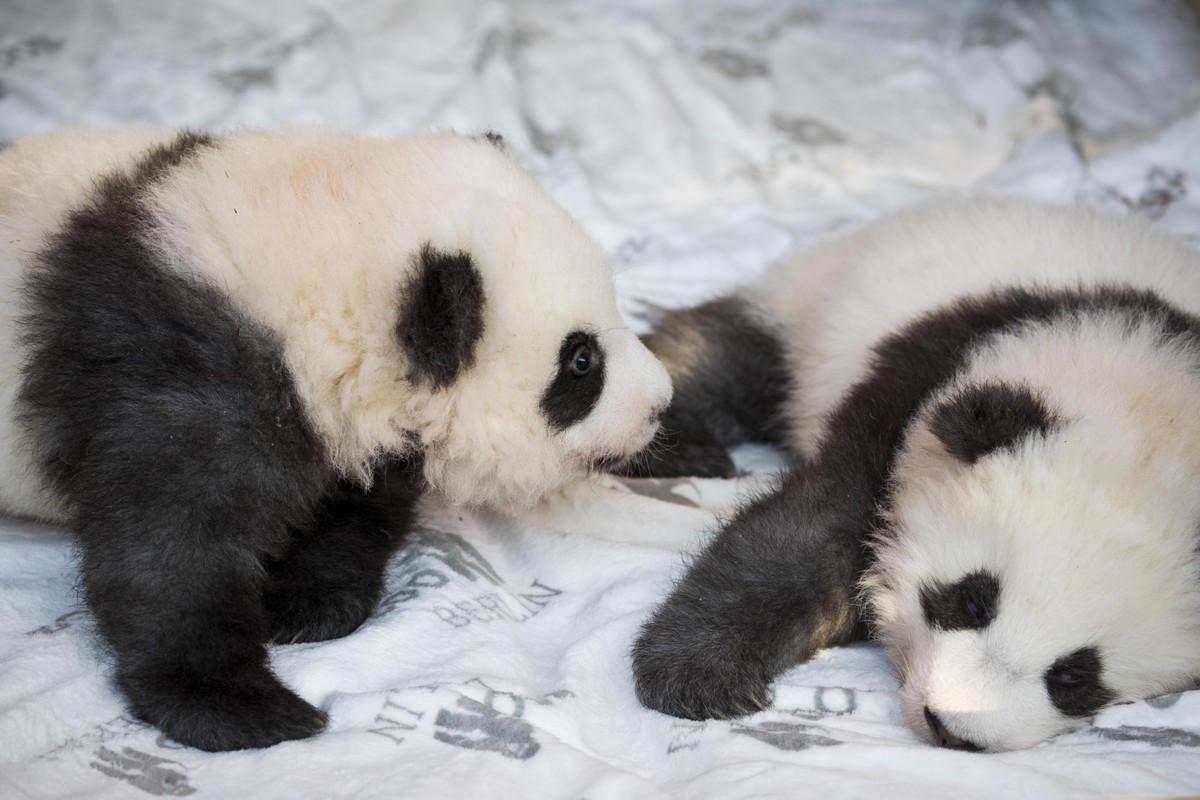 Filhotes de panda gêmeos são os novos moradores de zoológico em Berlim ...