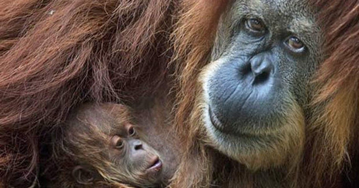 G1 - Zoológico israelense comemora chegada de bebê orangotango ...