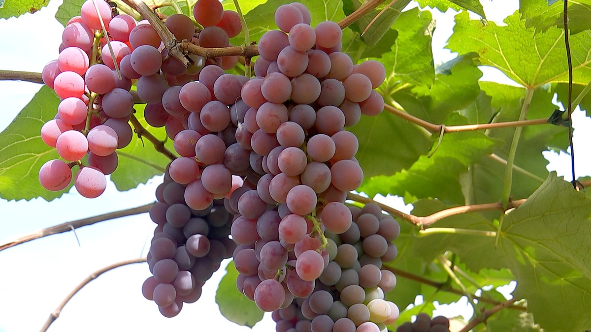 Clima e custos altos são desafios para produtores de uva | Nosso Campo | G1