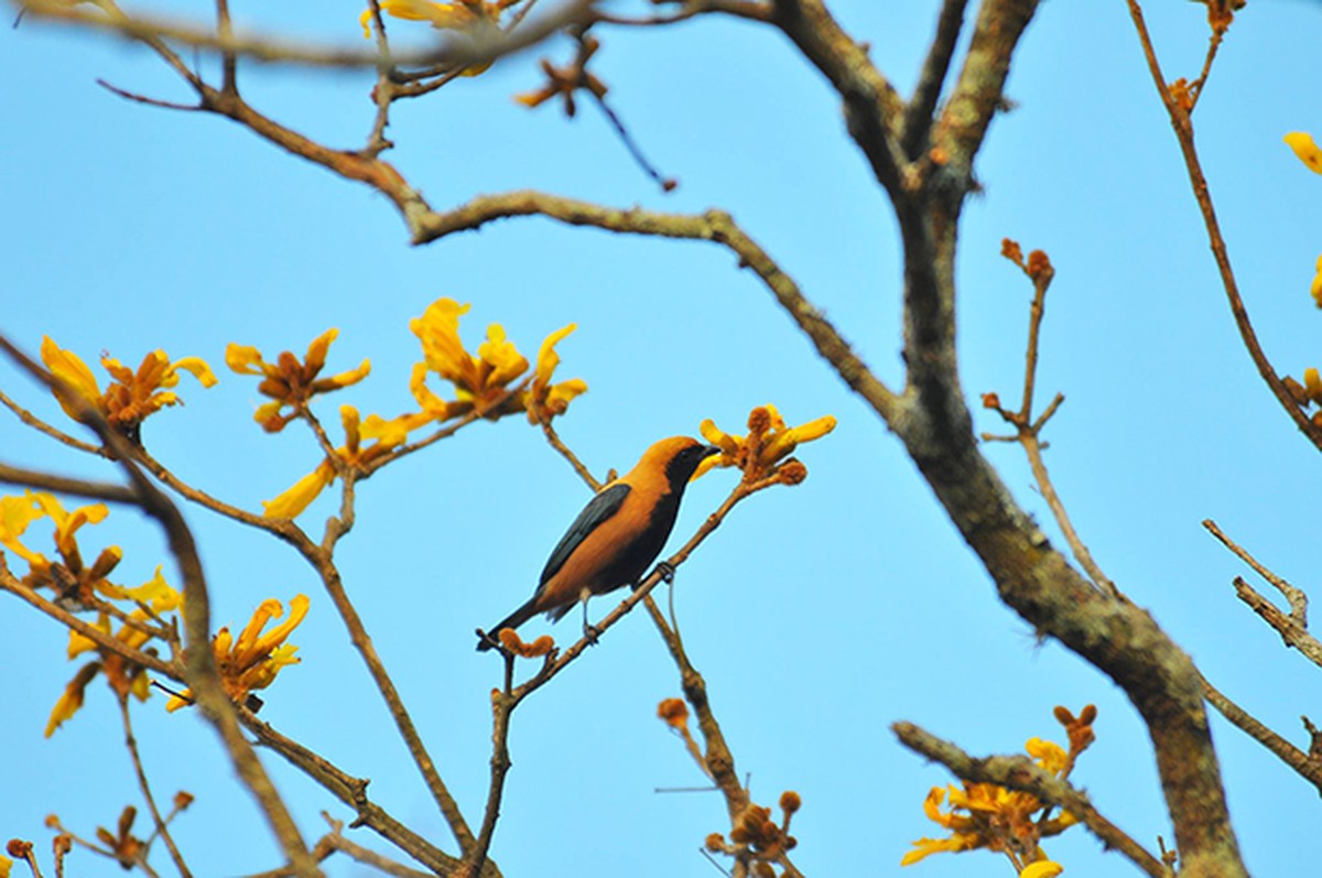 Caminhada educativa: árvores são observadas em passeio pela UNICAMP ...