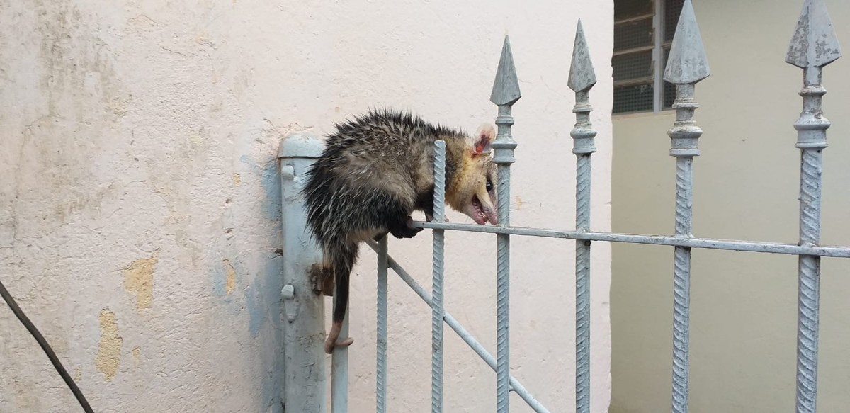 Acuado por cães, saruê é resgatado por GCMs em Piracicaba | Piracicaba ...