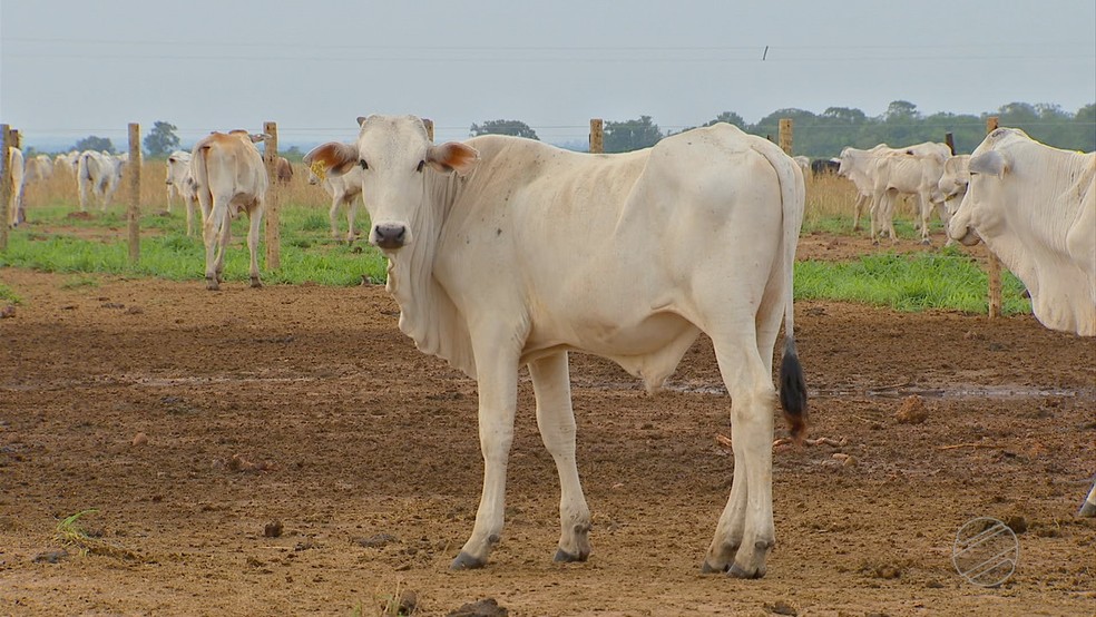 Baixa oferta de animais em MT faz aumentar o preço do bezerro | Mato ...