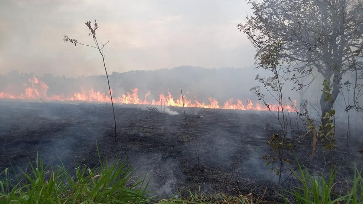 Bombeiros combatem incêndio de grandes proporções em área de mata em ...