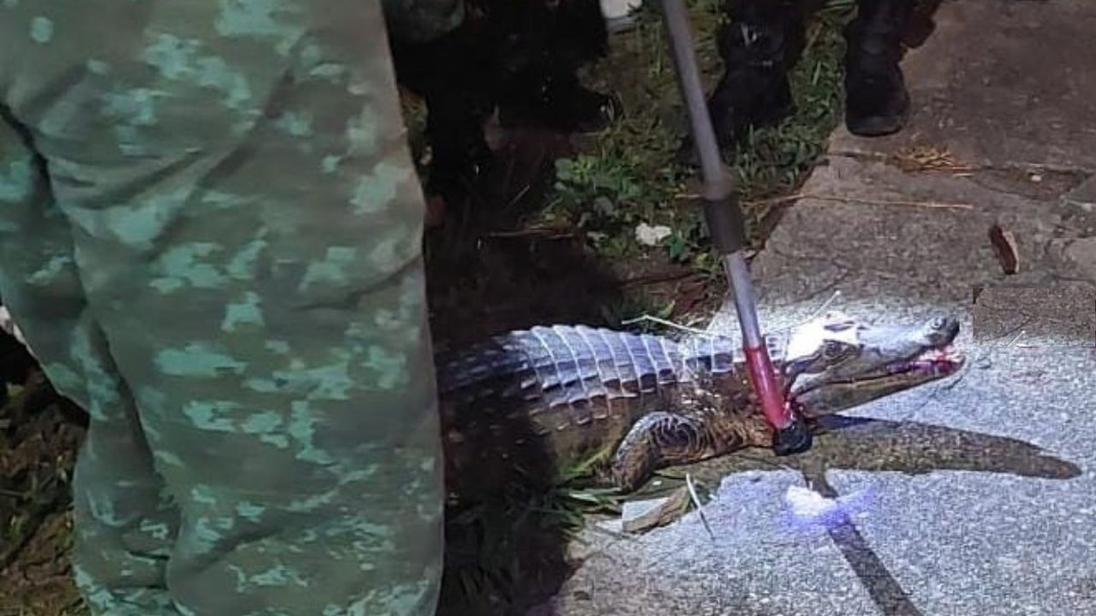Jacaré é resgatado após ser atropelado por moto no Passeio do Mindú, em ...