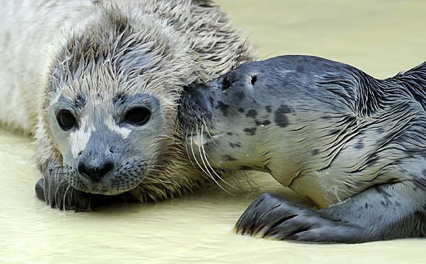 Natureza - Filhotes de foca são resgatados e levados para centro na ...