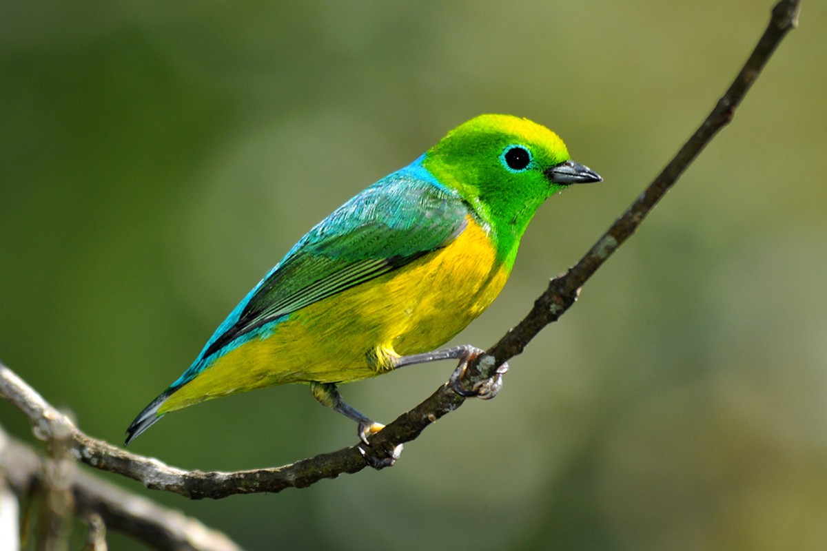 Na 'Copa do Mundo da Natureza', Brasil ganha de todos os adversários ...