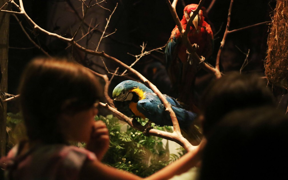 Você sabia que o Zoológico de Brasília oferece tour noturno? | O que ...