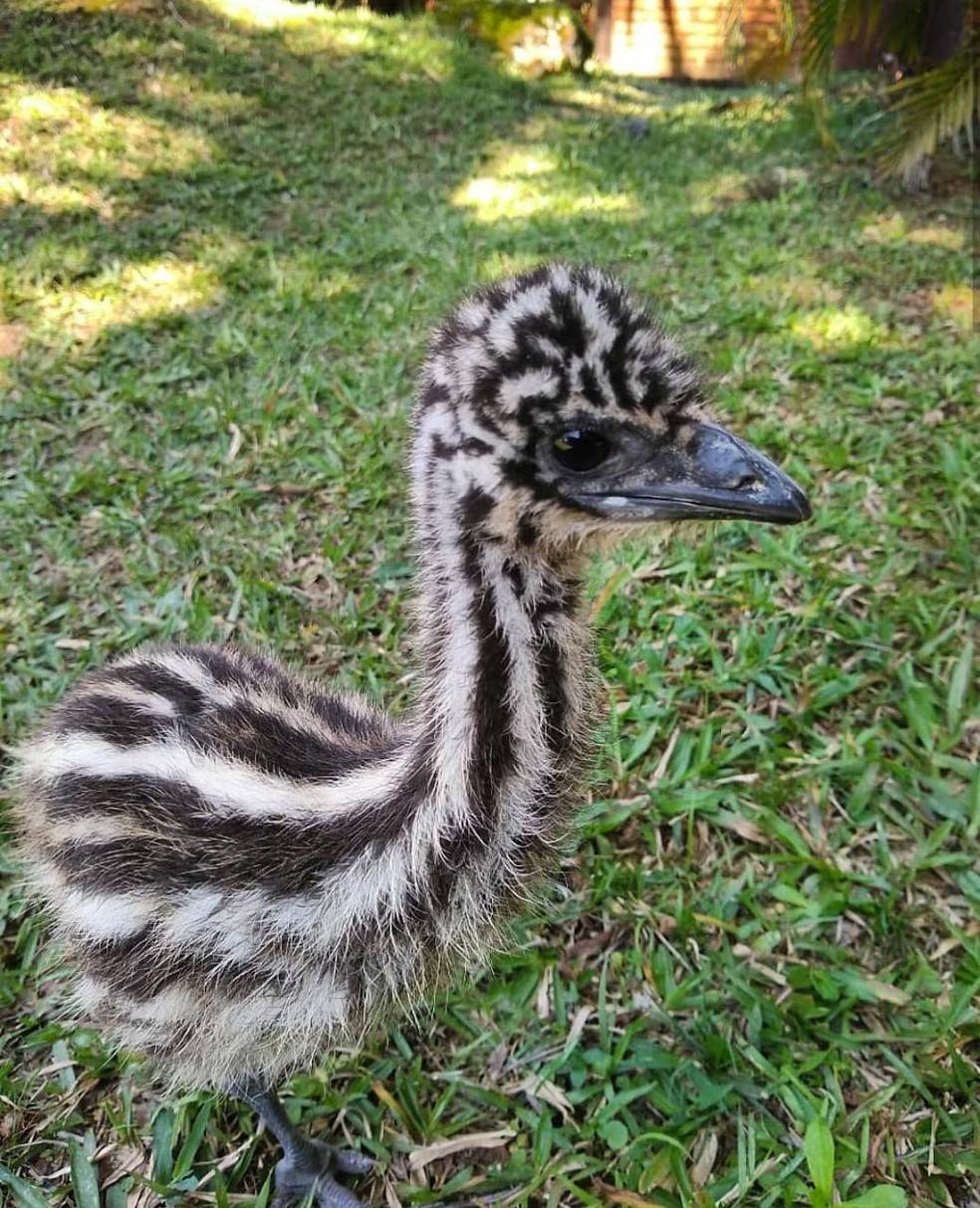 Kylie é o nome escolhido para filhote de emu no zoológico de Balneário ...