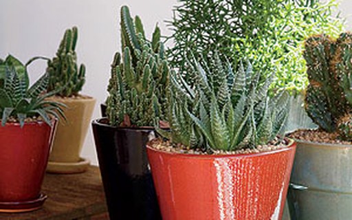 Descubra as espécies de plantas certas para você - Casa e Jardim | Plantas