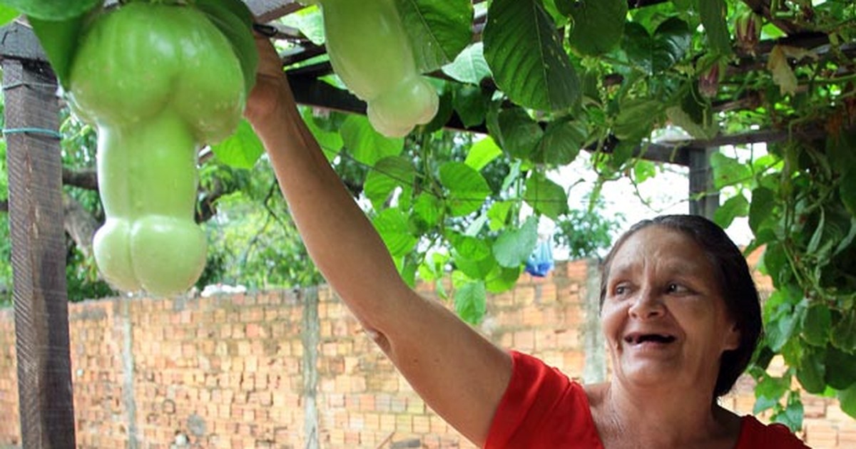 G1 - Morre pé de maracujá que dava frutos de formato fálico - notícias ...