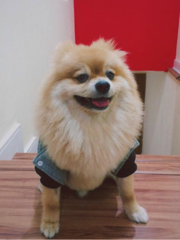 G1 - Blogueira cria perfil em rede social e 'Dog Kelvin' ganha 111 mil ...