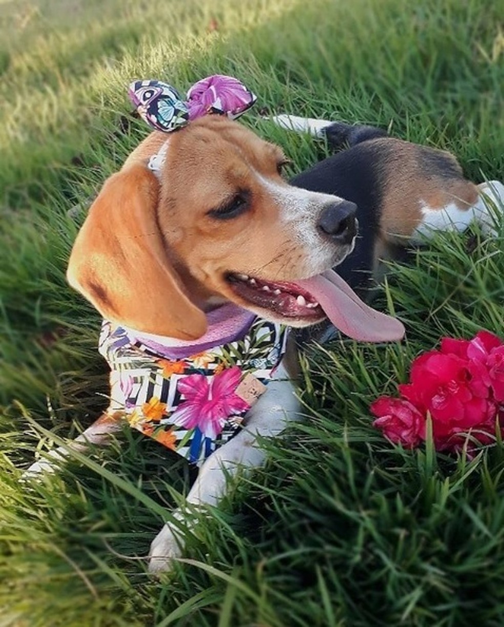 Carnaval pet: Saiba os cuidados necessários para deixar o seu bichinho ...