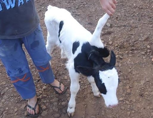 G1 - Bezerro nasce com cinco pernas em SC e dono afirma: 'Achei lindo ...