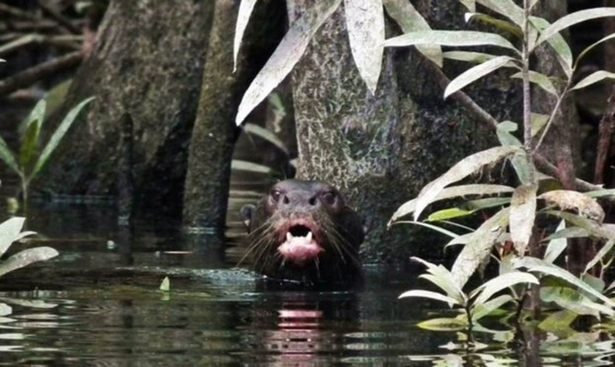 Após serem quase extintas, ariranhas retornam a rios na Amazônia ...