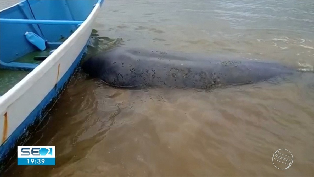 Peixe-boi é encontrado na praia da Atalaia Nova na Barra dos Coqueiros | Sergipe | G1
