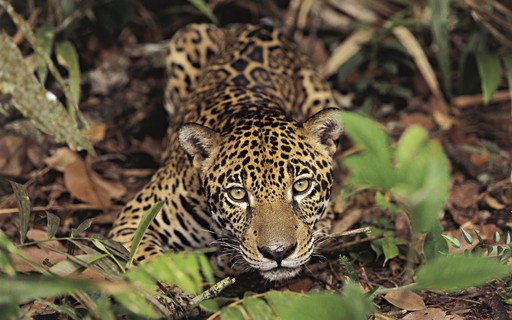 Onça-pintada é tema de livro fotográfico imperdível - GQ | Cultura