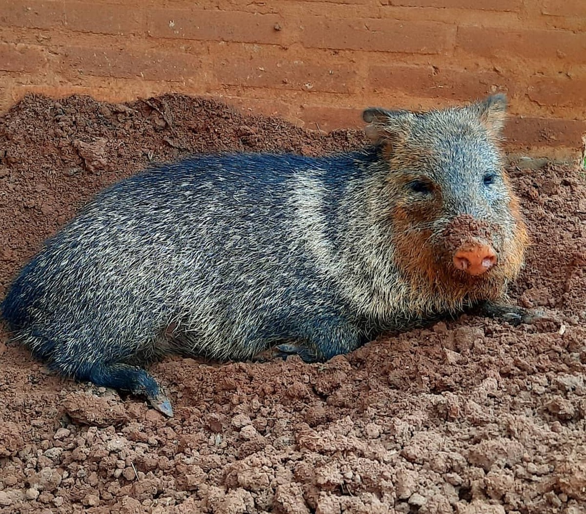 Cateto 'aposentado': resgates e superação marcaram a vida do animal ...