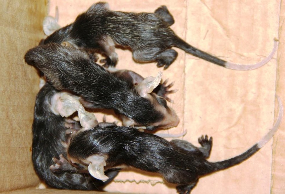 Centro de animais silvestres no Recife recebe aves, preguiça e timbus ...