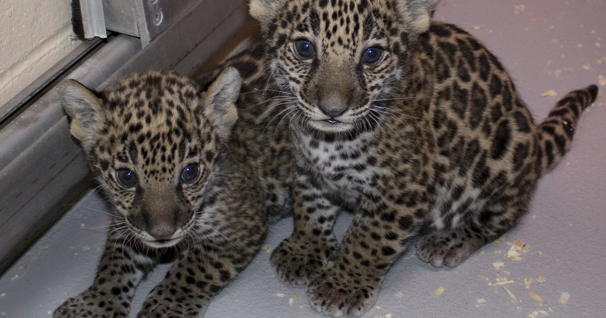 Natureza - Filhotes de onça-pintada brincam em zoológico nos Estados Unidos