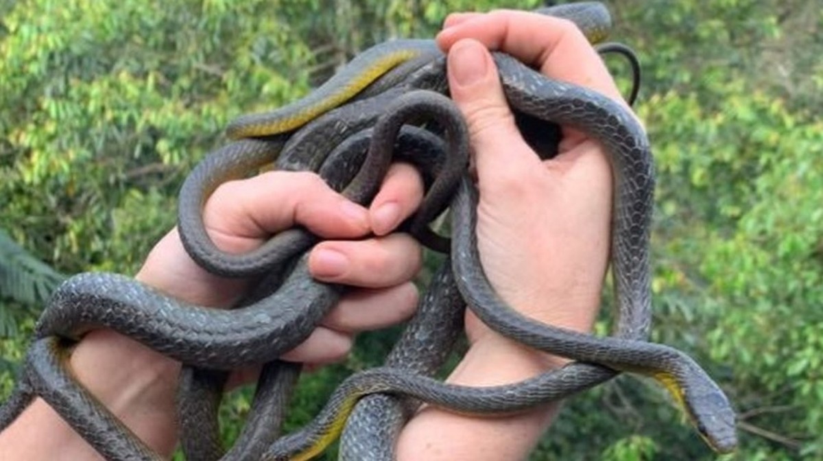 "Orgia" de cobras surpreende caçadores na Austrália | Biodiversidade ...