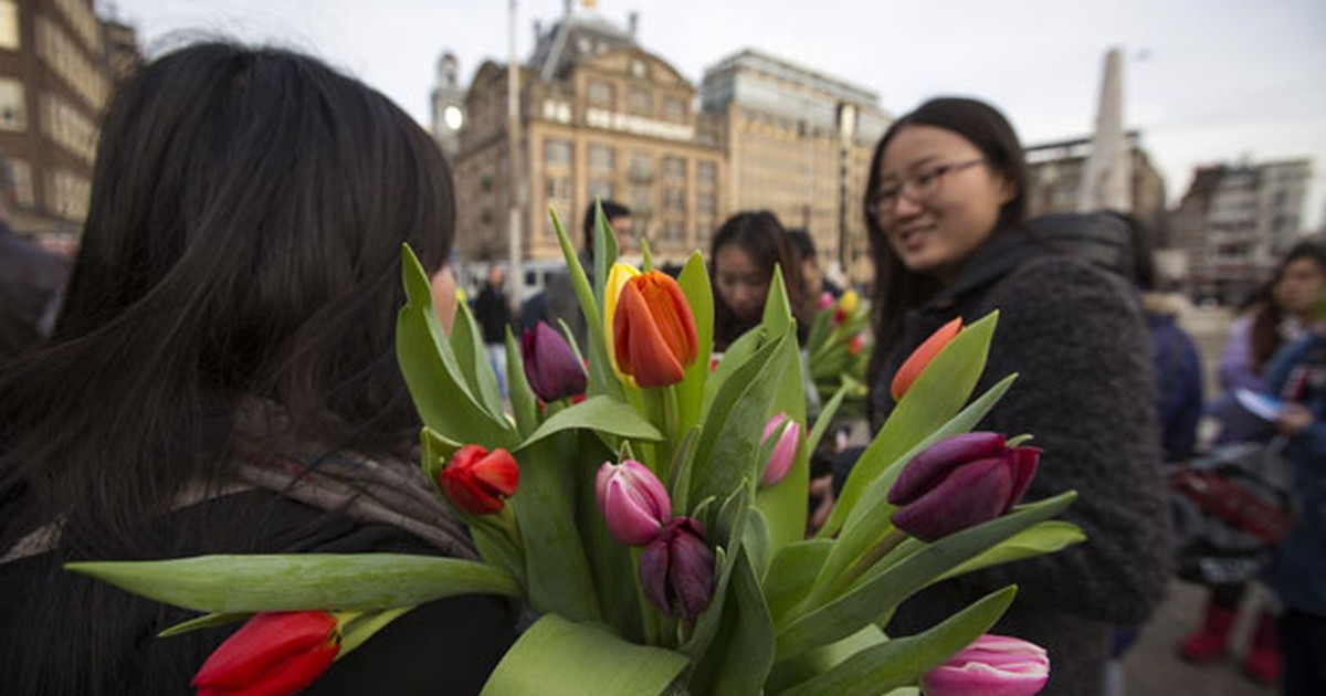 G1 - Distribuição de tulipas marca início da temporada da flor na ...