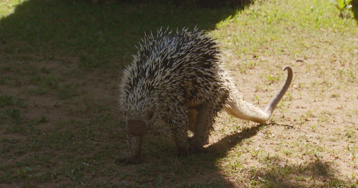 G1 - Ouriço-cacheiro eriça os espinhos quando se sente ameaçado ...