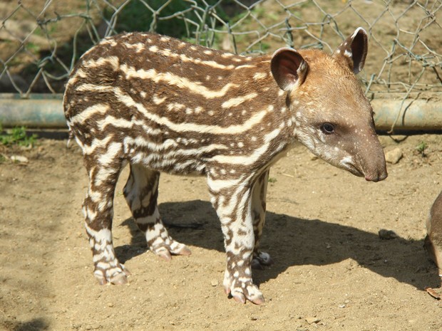 G1 - Filhote de anta nasce com listras de zebra em safári do RJ ...