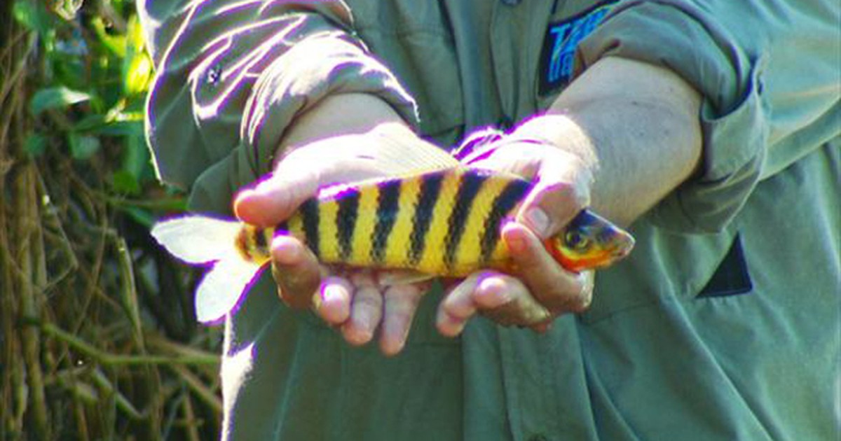 G1 - Piau-flamengo - notícias em Fauna