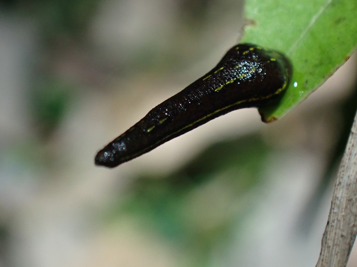 Tiktoker viraliza ao mostrar sanguessuga em seu corpo, se alimentando ...