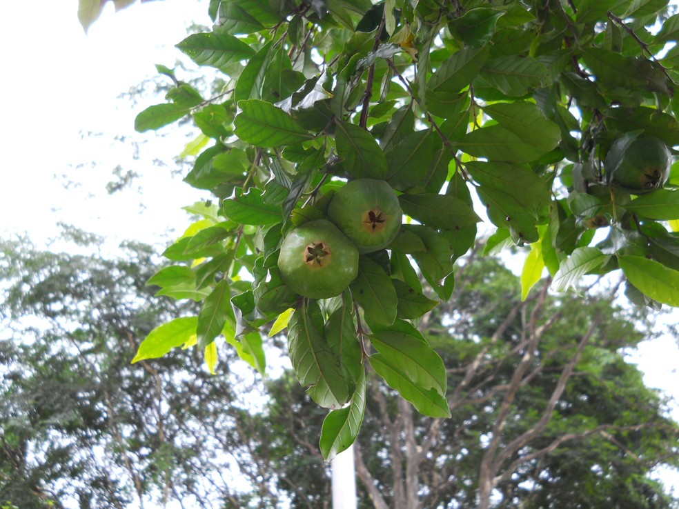 Cambuci é símbolo de preservação da Mata Atlântica paulista | Terra da ...